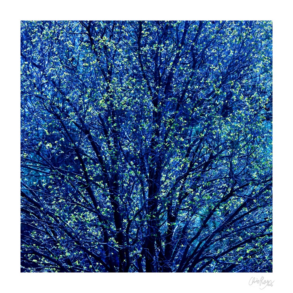 Rebirth: Spring Tree Art Print - Inspirits Fine Art